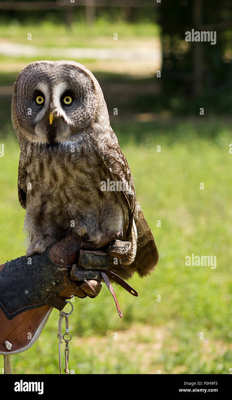 Wildlife predator, rapacious Stock Photo - Alamy
