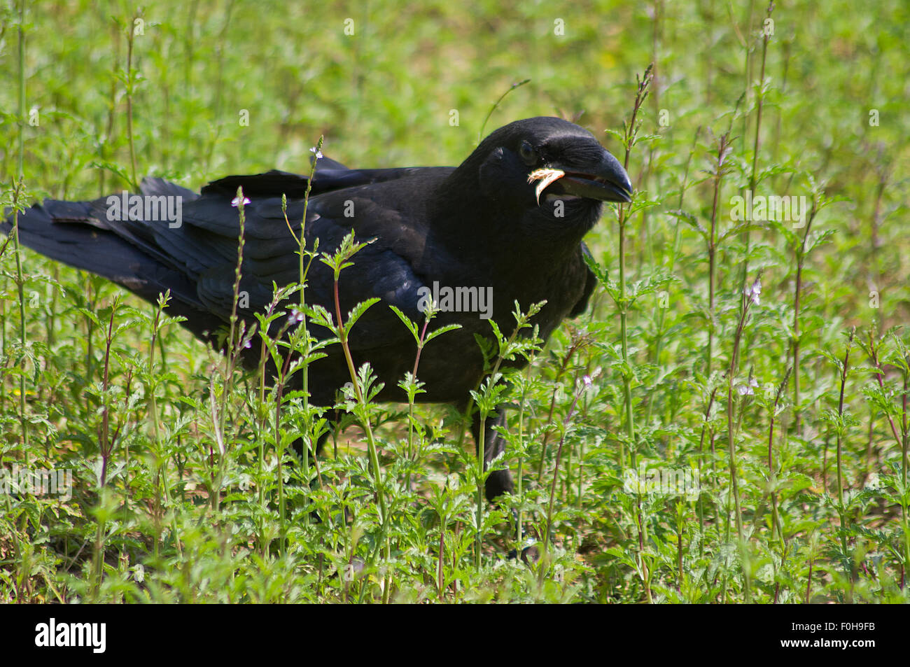 Wildlife predator, rapacious Stock Photo - Alamy