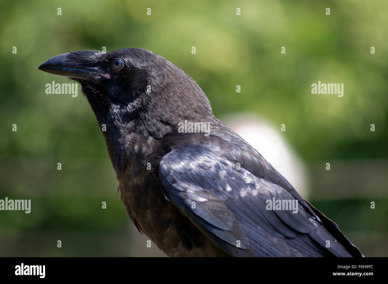 Wildlife predator, rapacious Stock Photo - Alamy