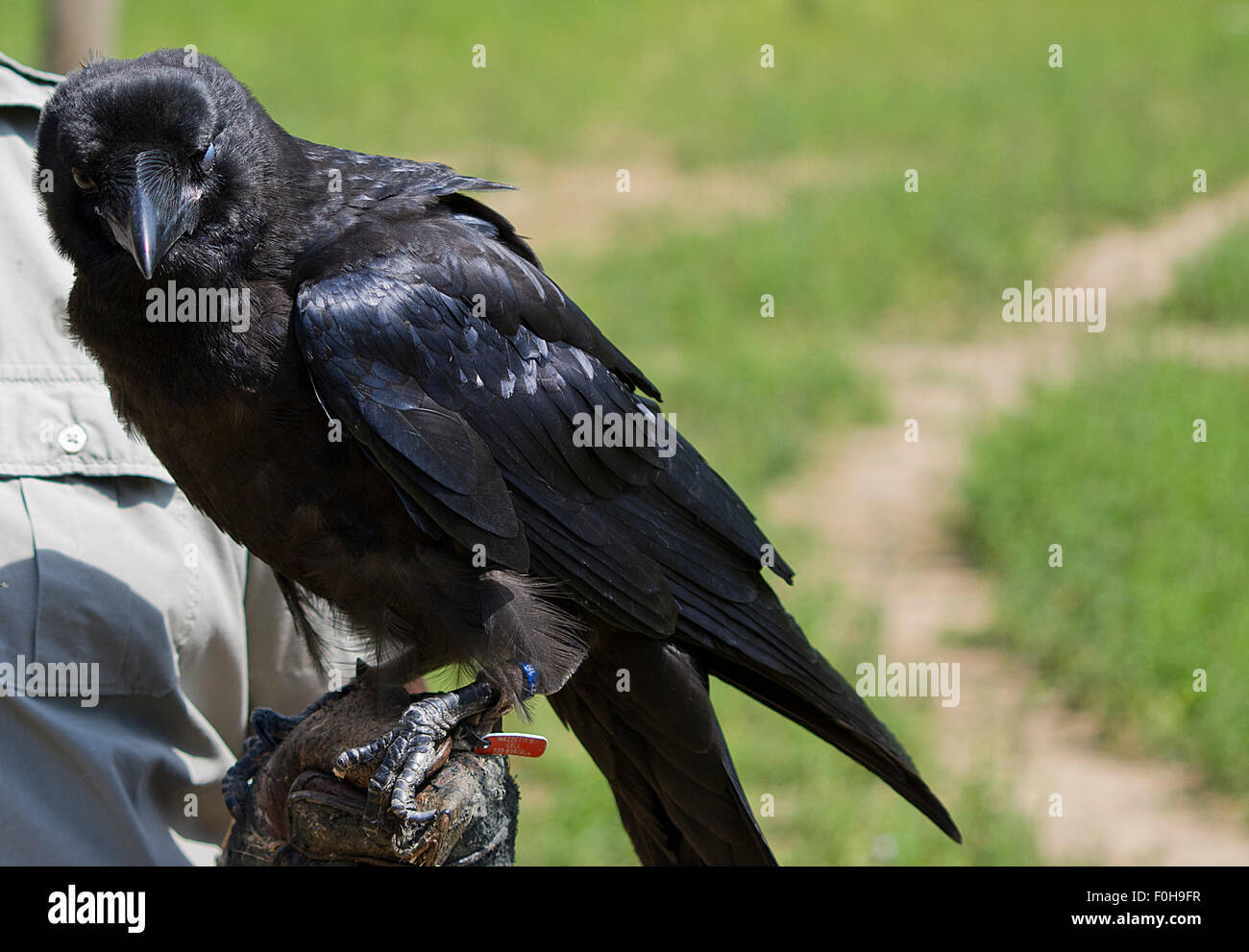 Wildlife predator, rapacious Stock Photo - Alamy