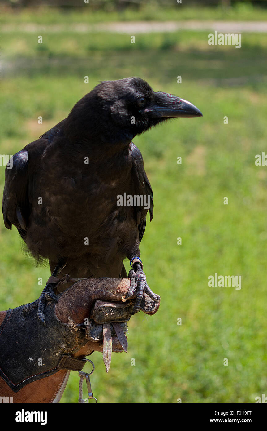 Wildlife predator, rapacious Stock Photo - Alamy