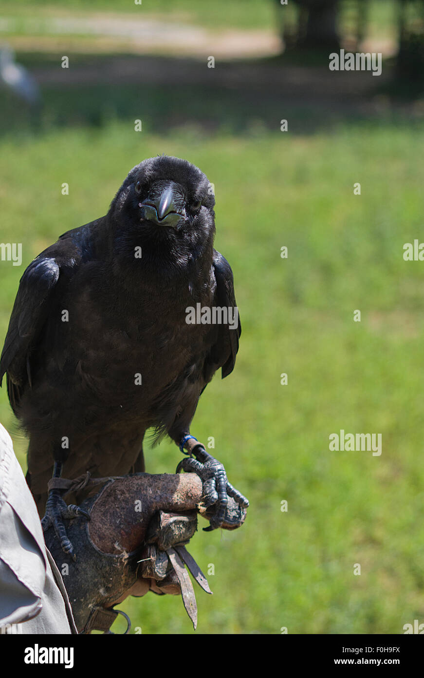 Wildlife predator, rapacious Stock Photo - Alamy