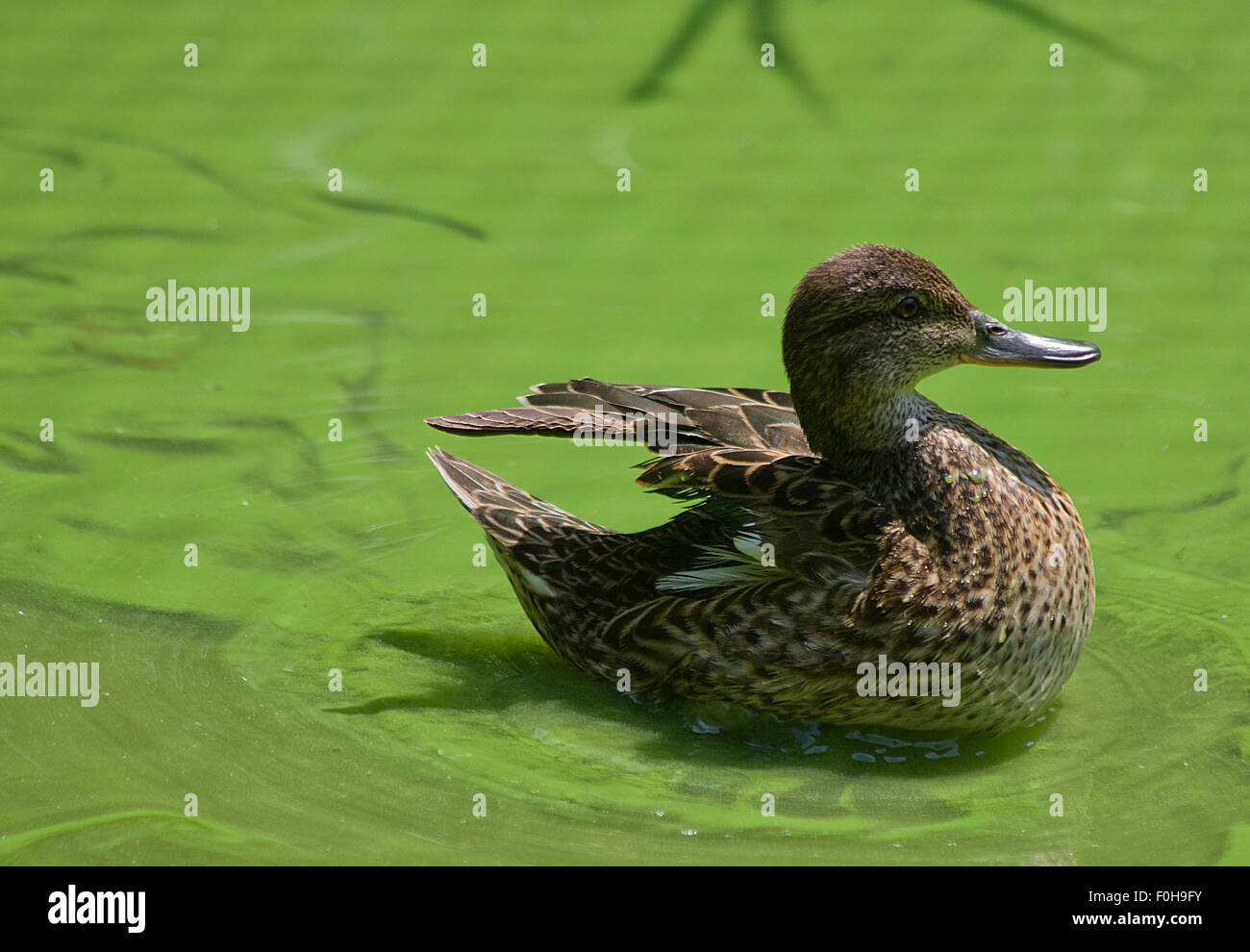 duck, goose, spoonbill, cormorant, toucan, pelican closup, in a lake ...