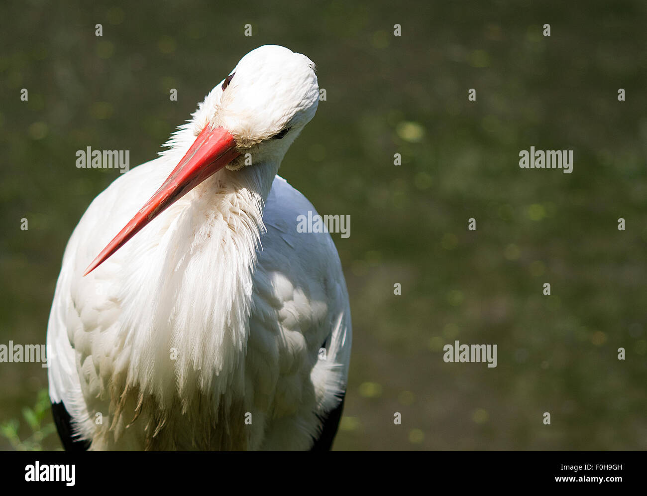 stork eat frog, oasi, white black stork, mammals, stork flying, white ...