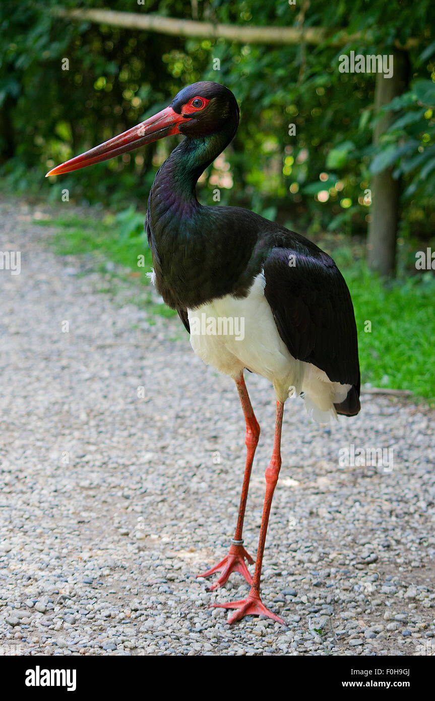 stork, heron, gull, eat, predators, stork eat a frog, heron heat a big ...