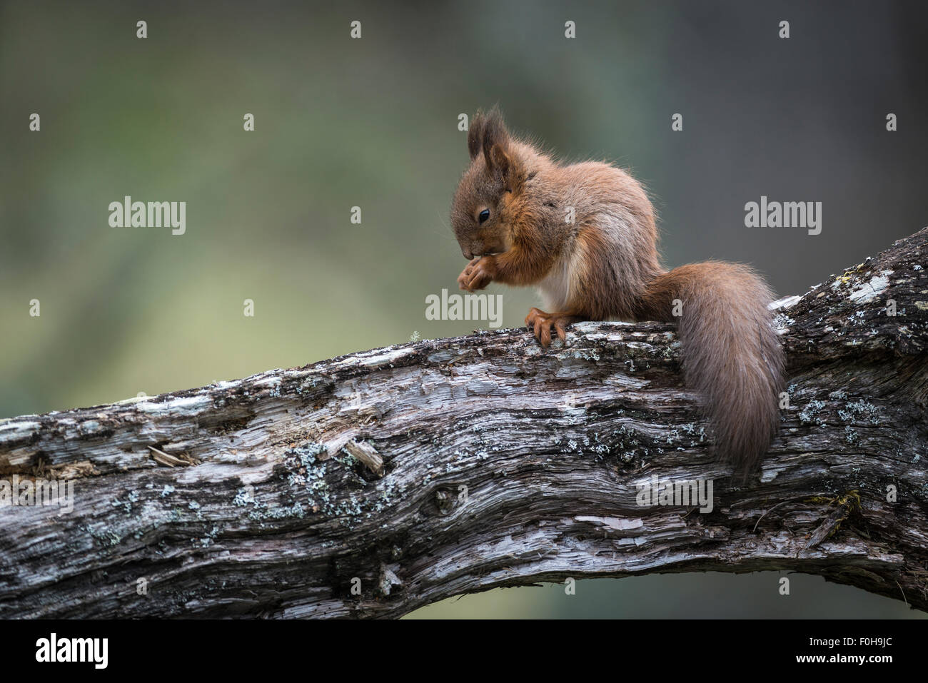 Juvenile Red Squirrel Stock Photo - Alamy