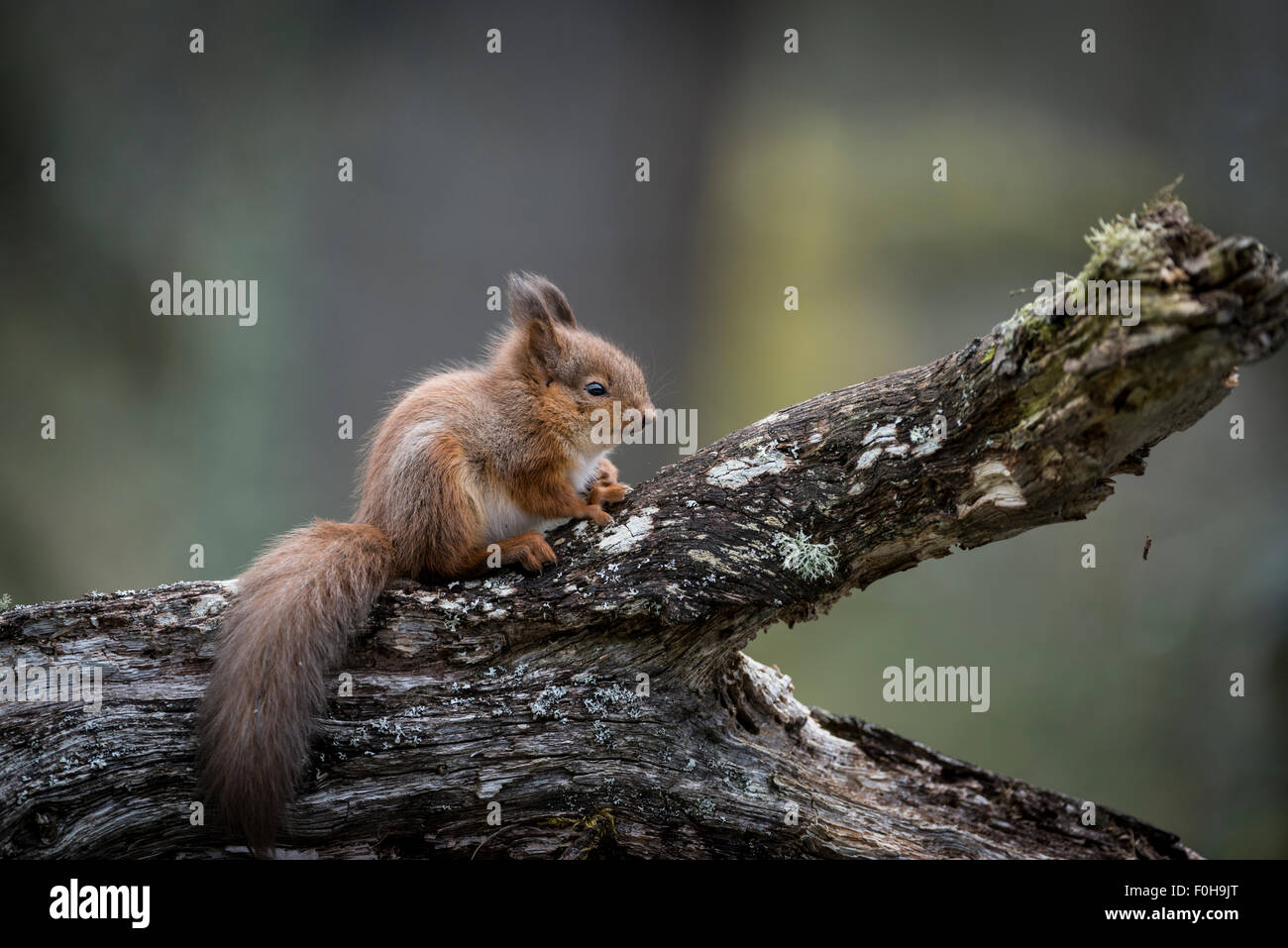 Juvenile Red Squirrel Stock Photo - Alamy