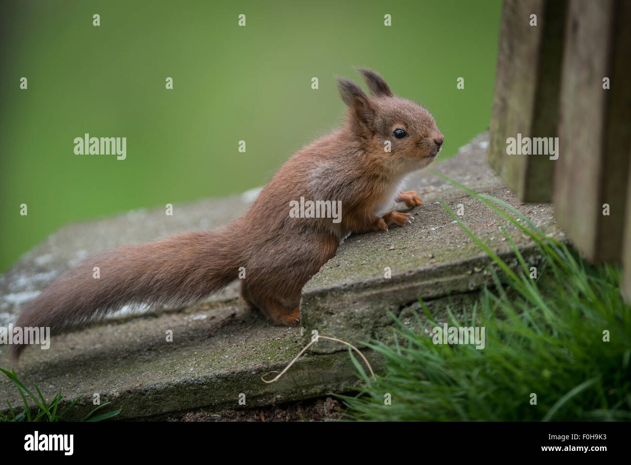 Juvenile Grey Squirrel High Resolution Stock Photography and Images - Alamy