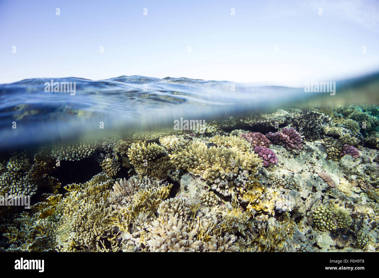 Below sea wildlife coral hi-res stock photography and images - Alamy