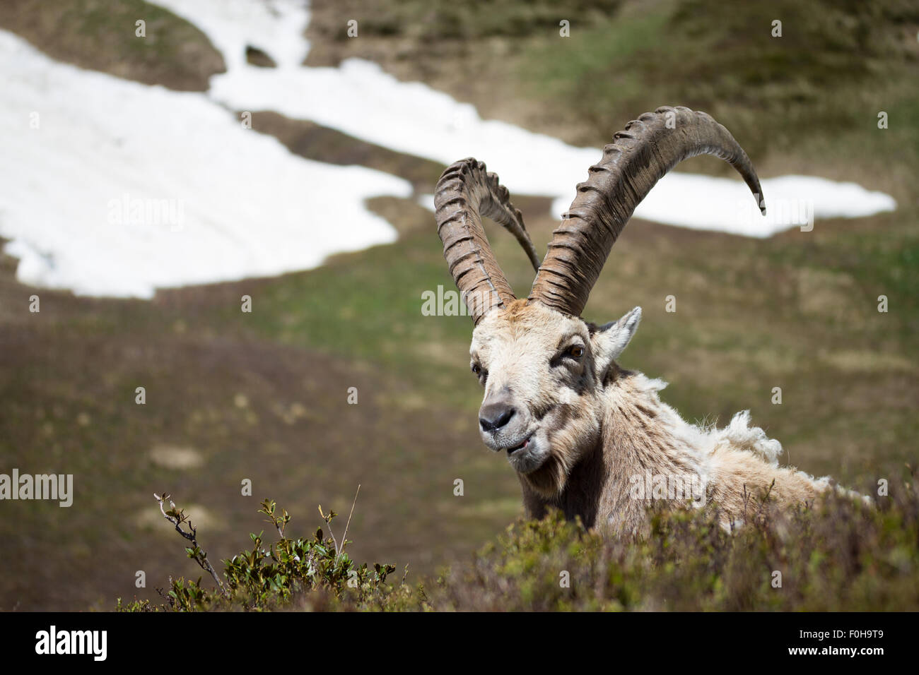 Ibex eating hi-res stock photography and images - Alamy
