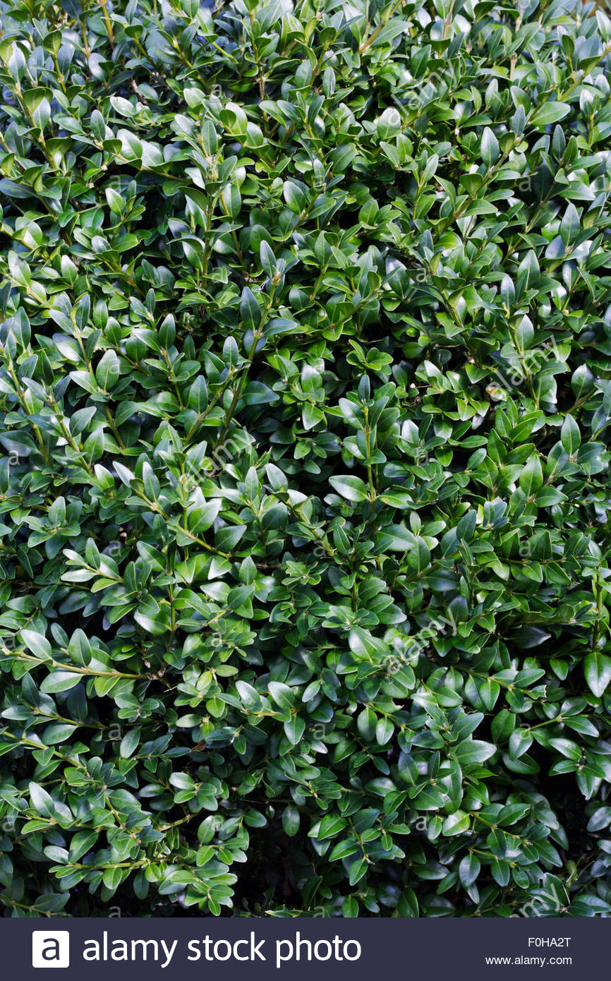 Buxus Sempervirens Stock Photos & Buxus Sempervirens Stock Images - Alamy