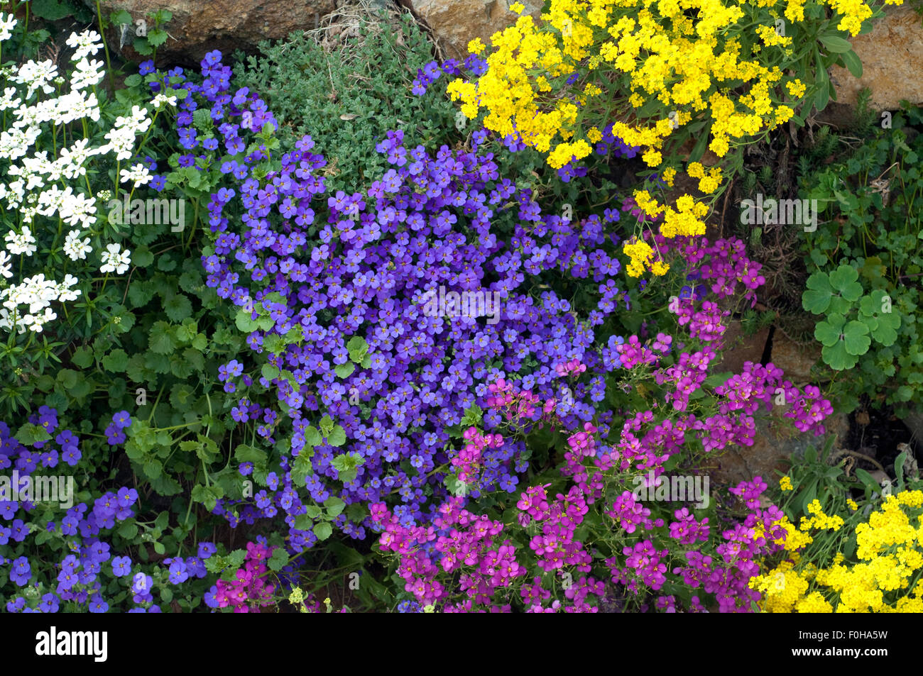 Aubrieta hybride hi-res stock photography and images - Alamy
