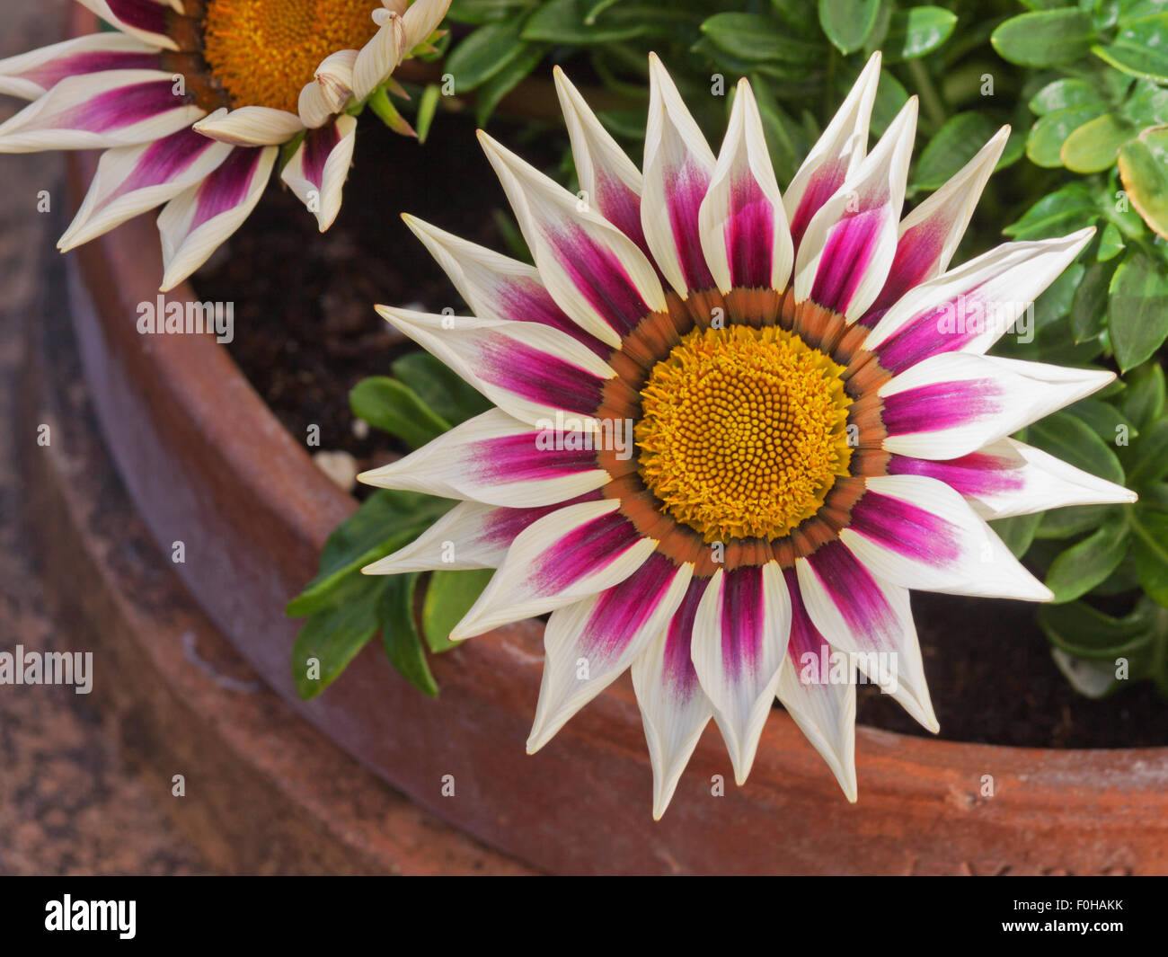 Potted Gazania, of the variety Big Kiss White Flame, flowering in ...