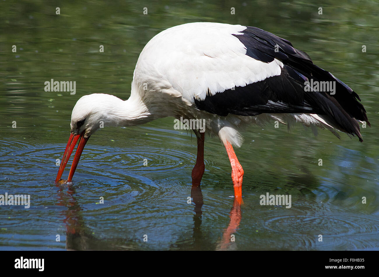 Frog eats storks hi-res stock photography and images - Alamy