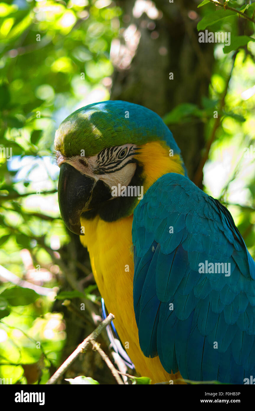 Colored parrot closeup, parrot on a tree, parrot bird, wildlife photo ...