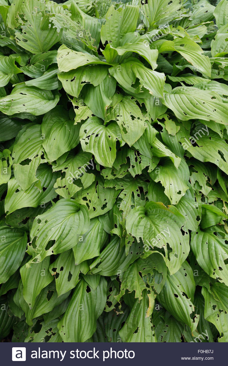 Slug And Snail Damage Stock Photos & Slug And Snail Damage Stock Images ...