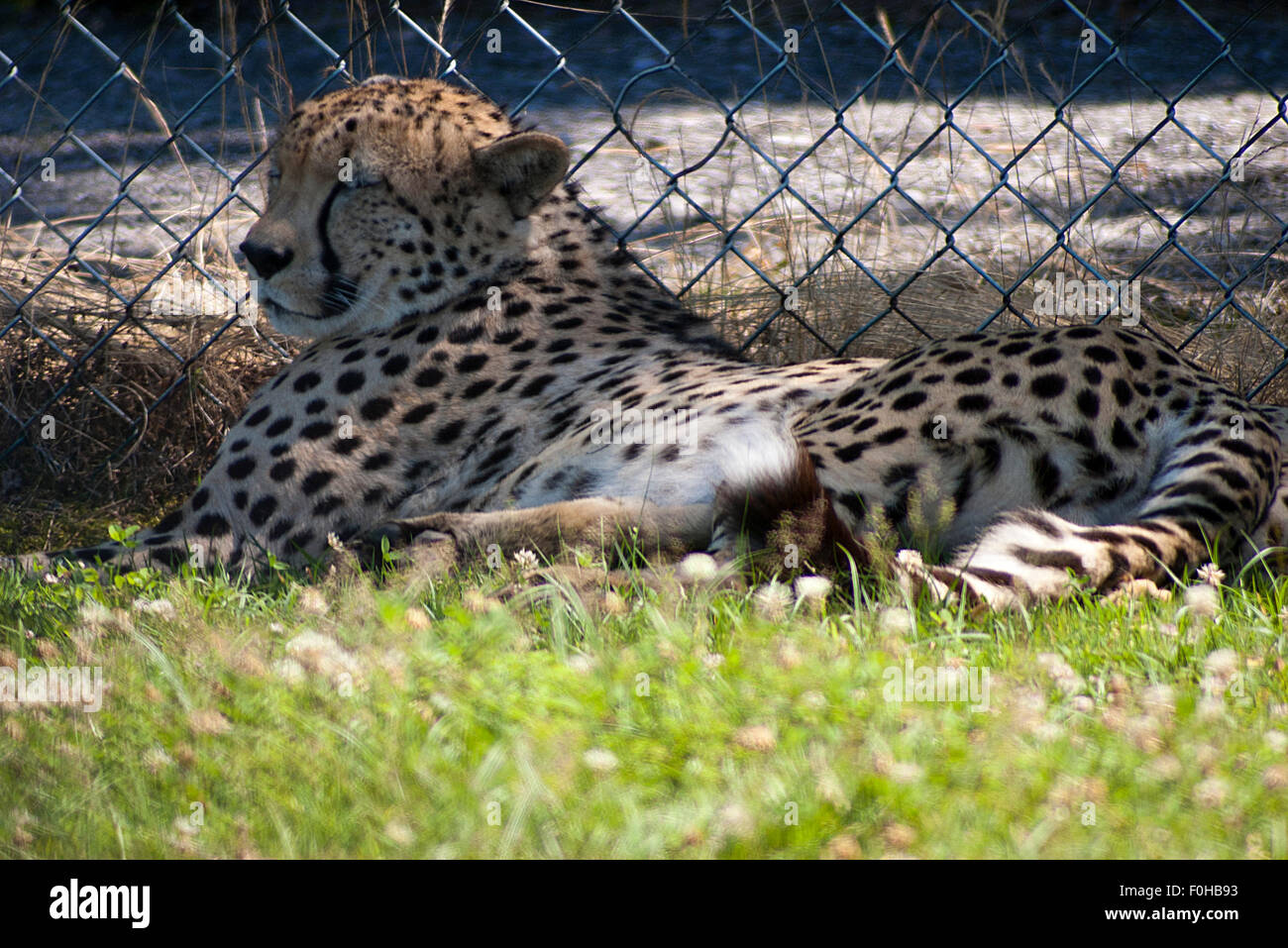 Animal at zoo Stock Photo - Alamy