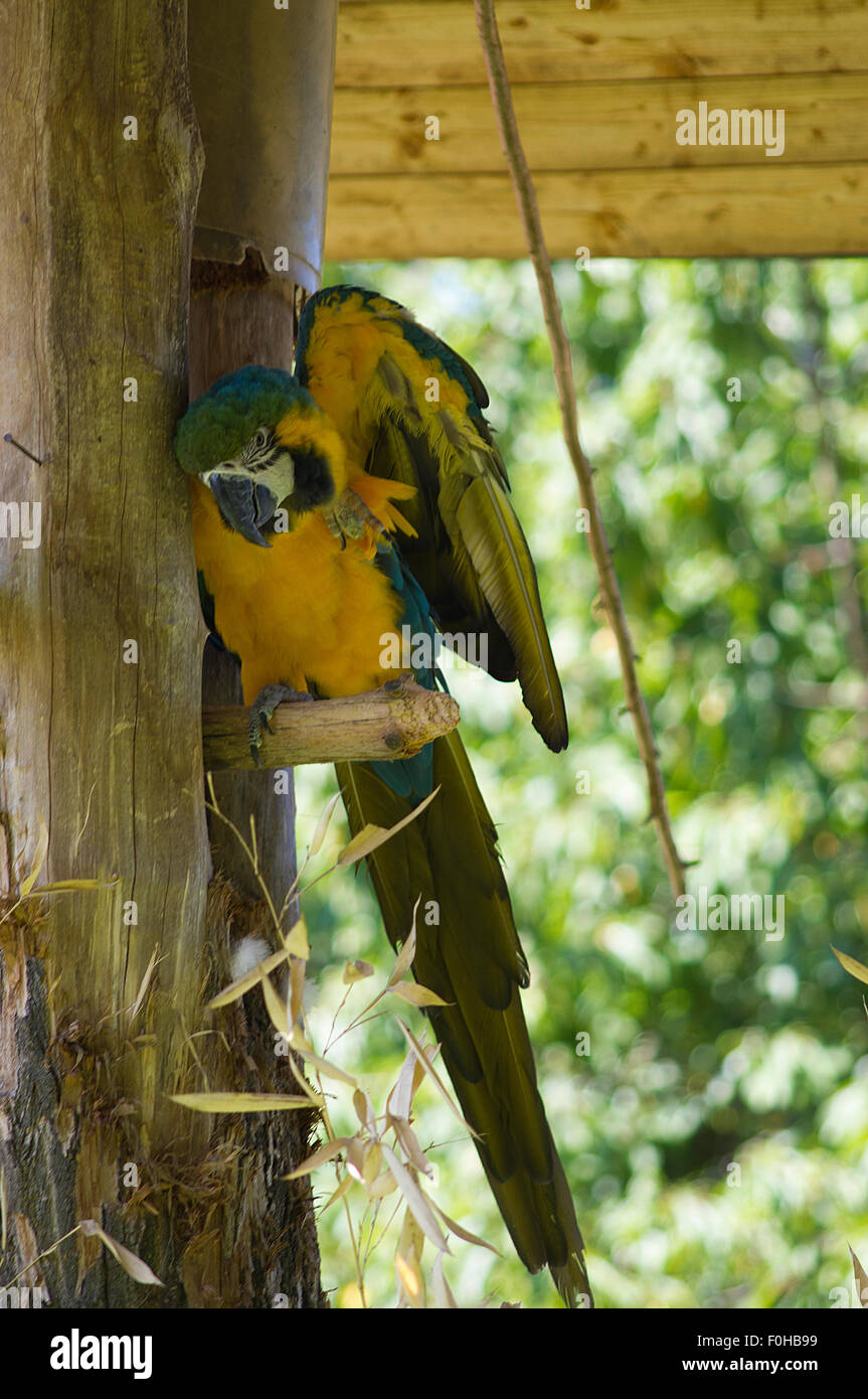 Colored parrot closeup, parrot on a tree, parrot bird, wildlife photo ...