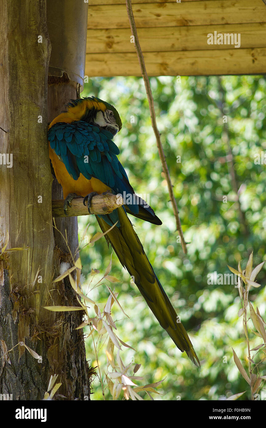 Colored parrot closeup, parrot on a tree, parrot bird, wildlife photo ...