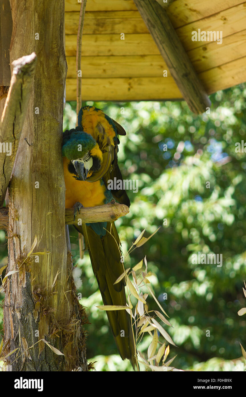 Colored parrot closeup, parrot on a tree, parrot bird, wildlife photo ...