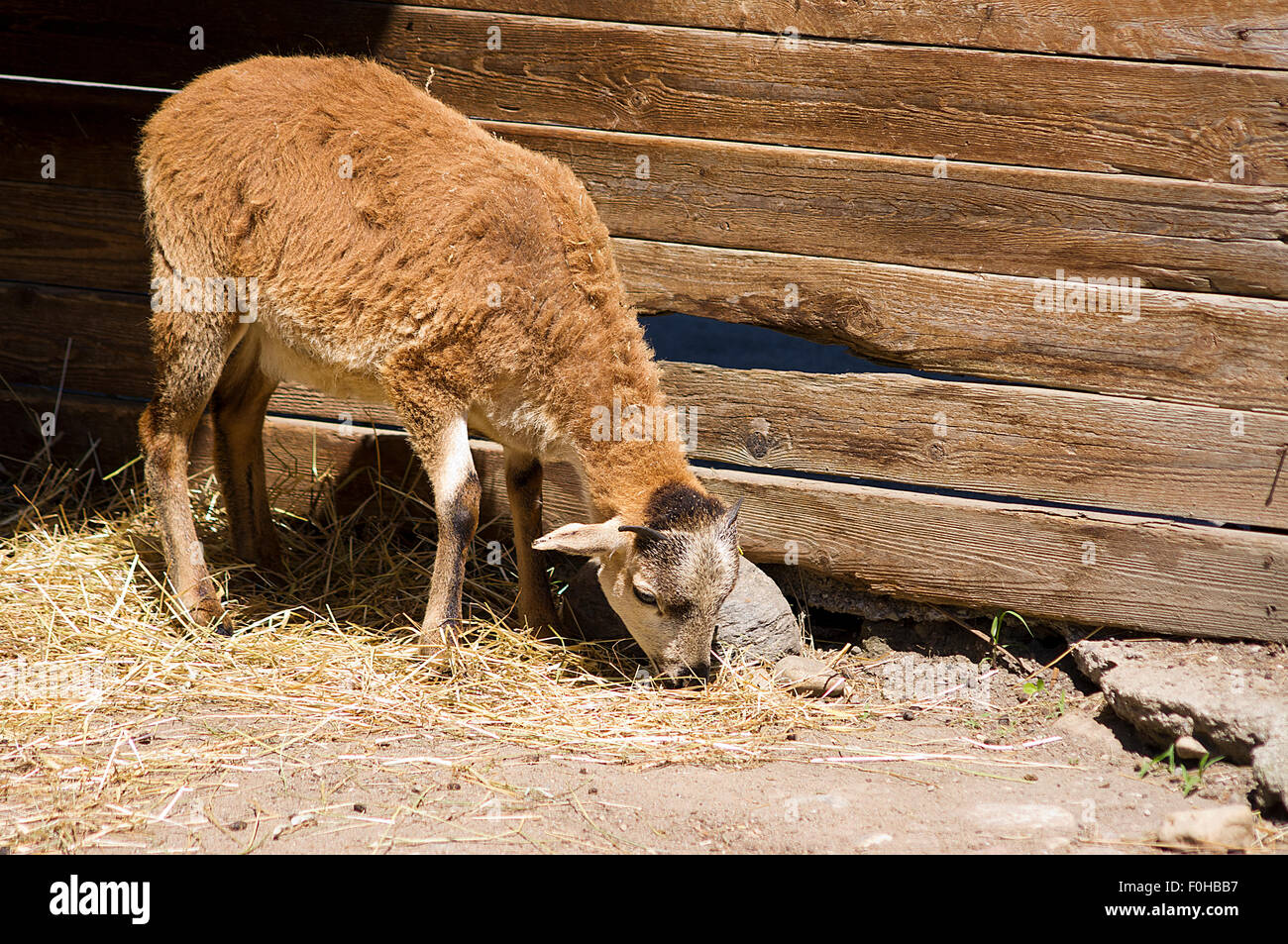 Animal at zoo Stock Photo - Alamy