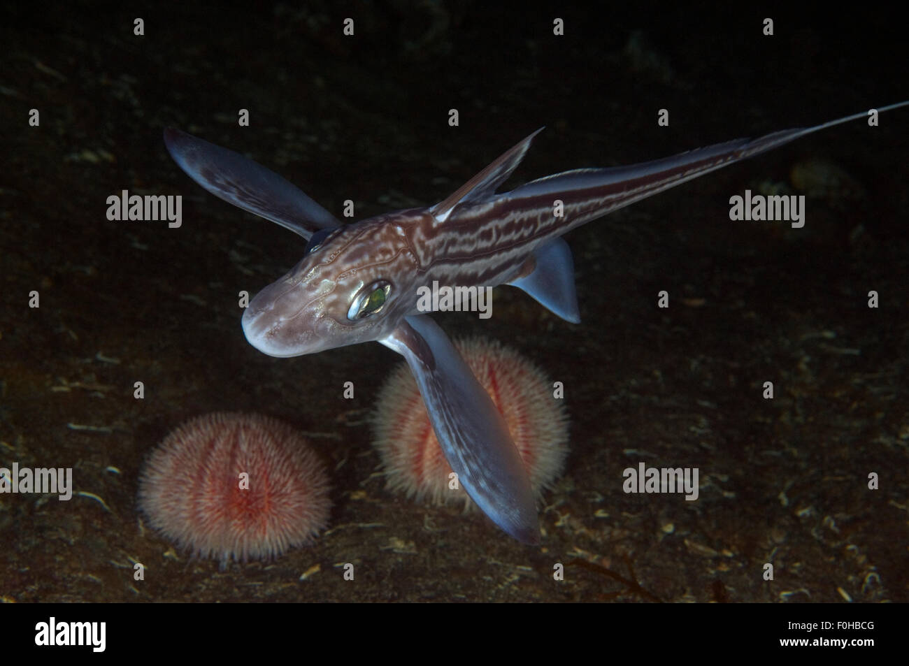 Ghost shark chimaera hi-res stock photography and images - Alamy