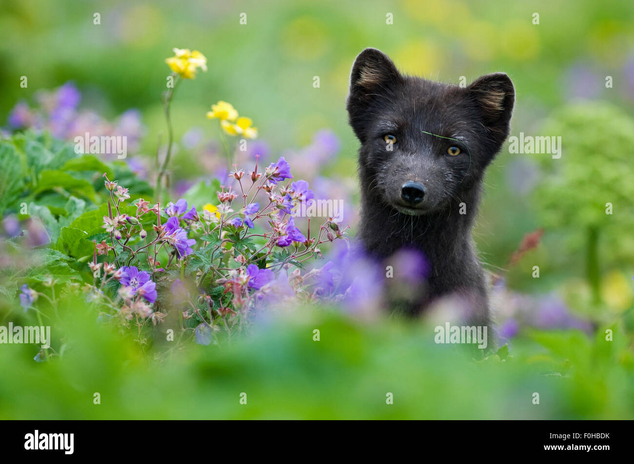 Arctic fox (Alopex lagopus) in wild flower meadow, dark summer phase ...