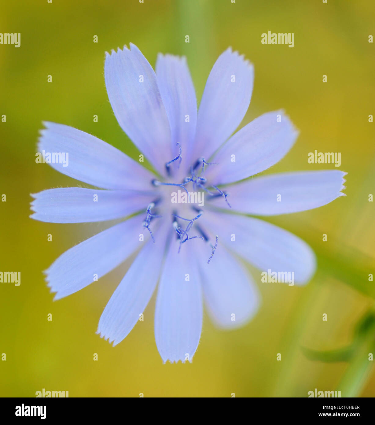 Chicory (Cichorium intybus) flower, Sardinia, Italy, July 2003 Stock ...