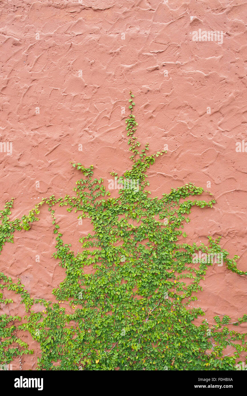 Ivy wall hi-res stock photography and images - Alamy