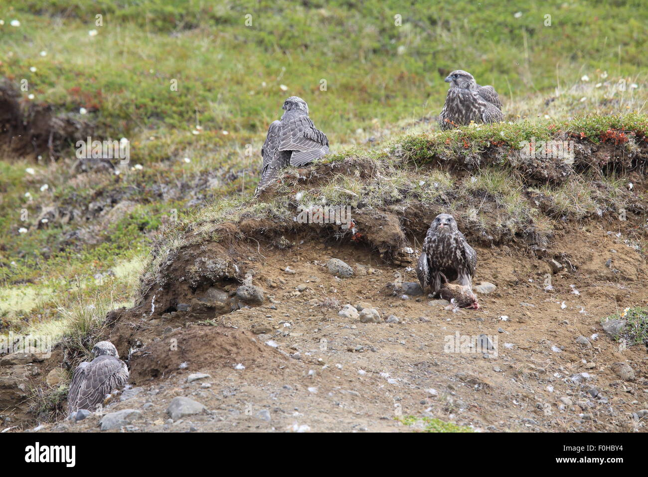 young Gyrfalcon Gerfalcon Iceland Stock Photo - Alamy