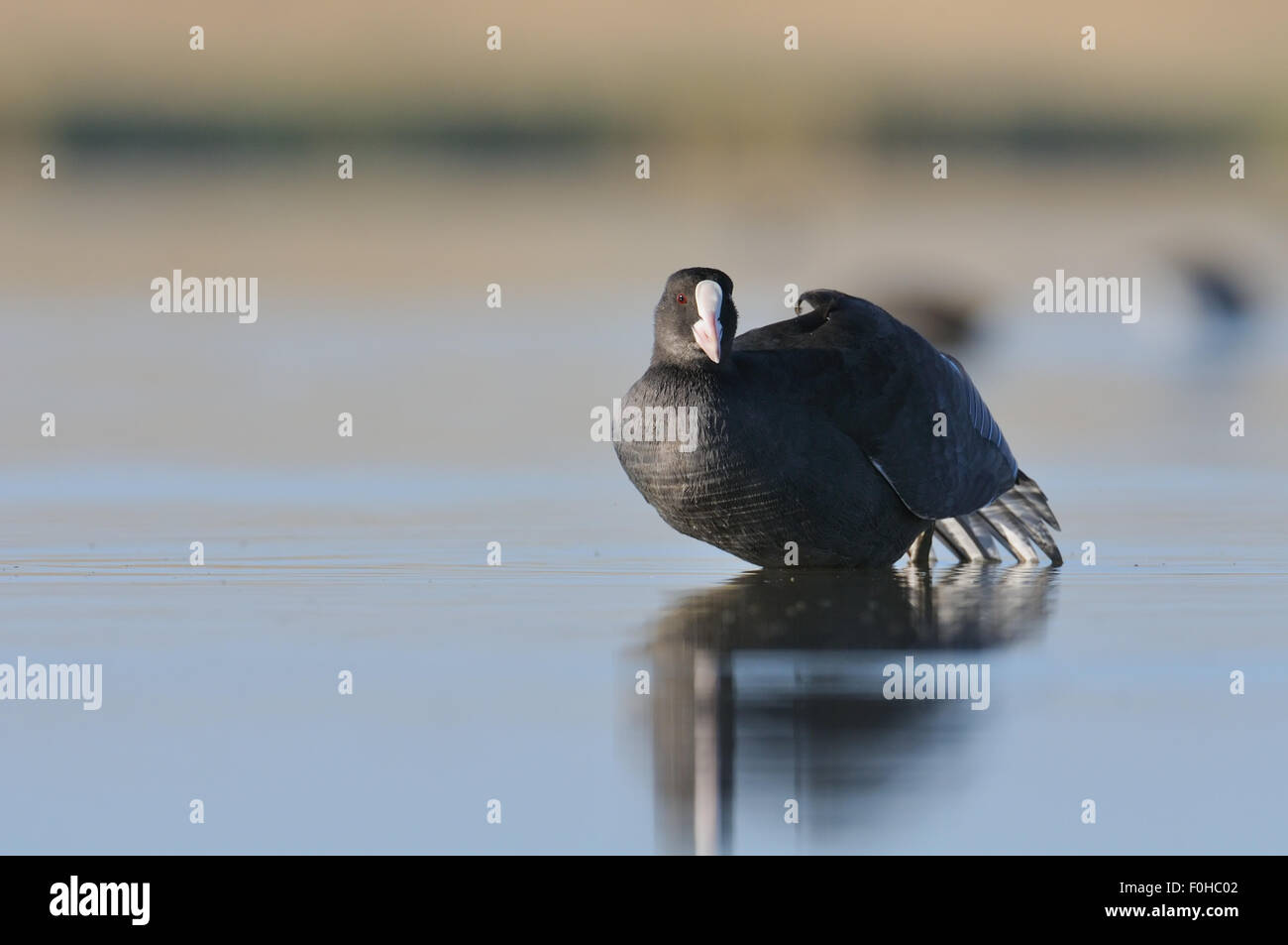 Opening wings Coot in the morning Stock Photo - Alamy