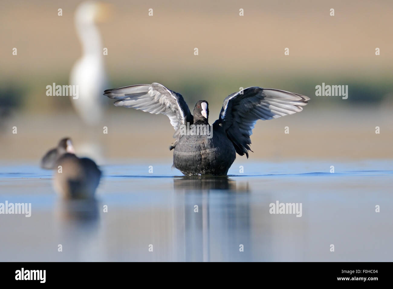 Coot wings hi-res stock photography and images - Alamy