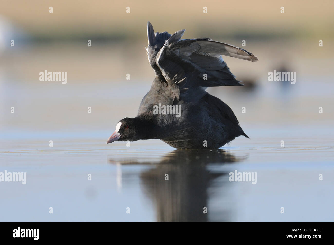 Flapping wings Coot in the morning Stock Photo - Alamy