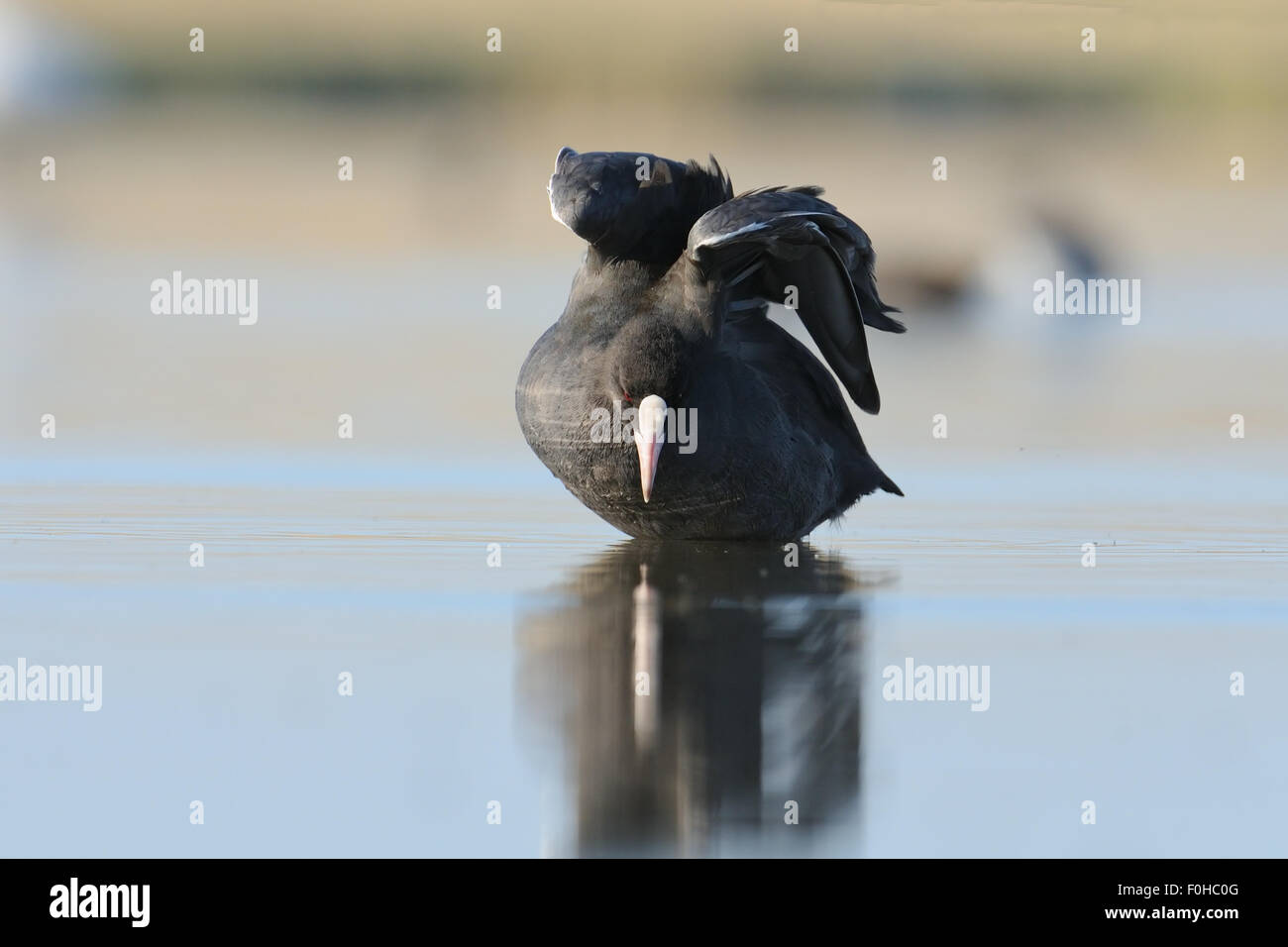 Side view coot bird hi-res stock photography and images - Alamy