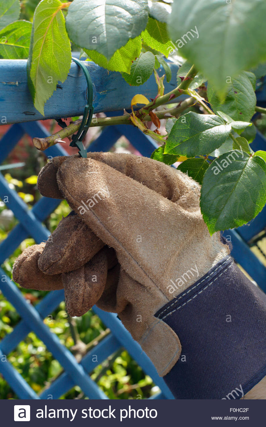 Climbing Rose Stock Photos & Climbing Rose Stock Images - Alamy