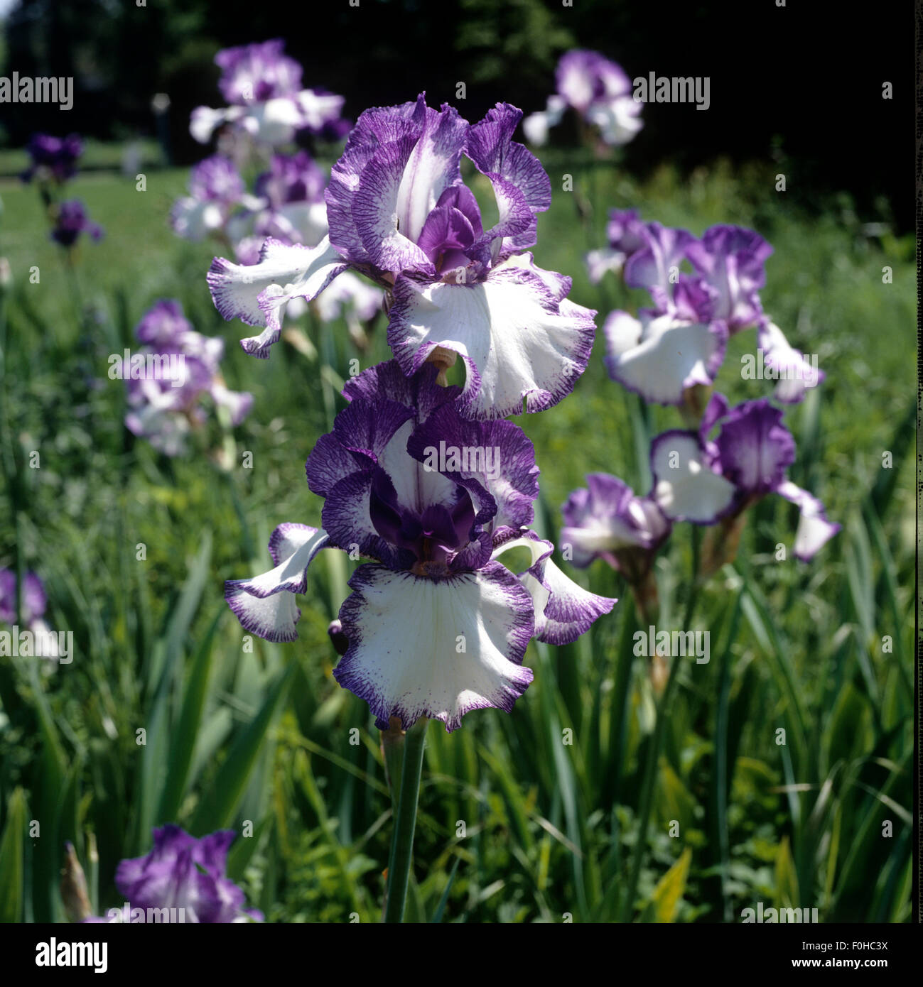 Blaue iris blumen hi-res stock photography and images - Alamy
