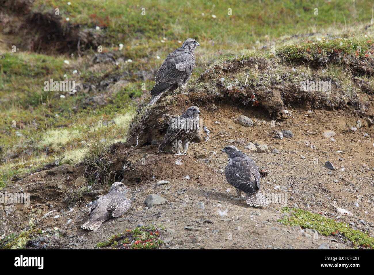 young Gyrfalcon Gerfalcon Iceland Stock Photo - Alamy