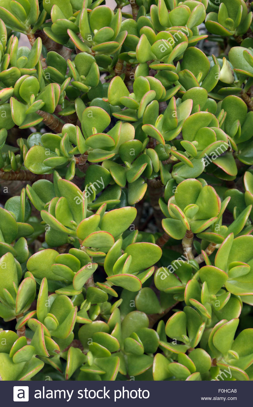 Crassula Ovata Stock Photos & Crassula Ovata Stock Images - Alamy