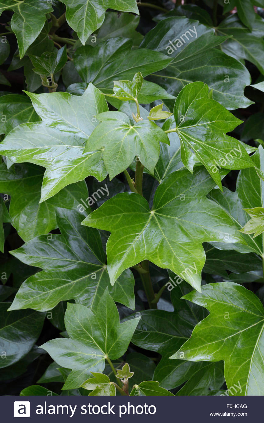 Fatshedera High Resolution Stock Photography and Images - Alamy