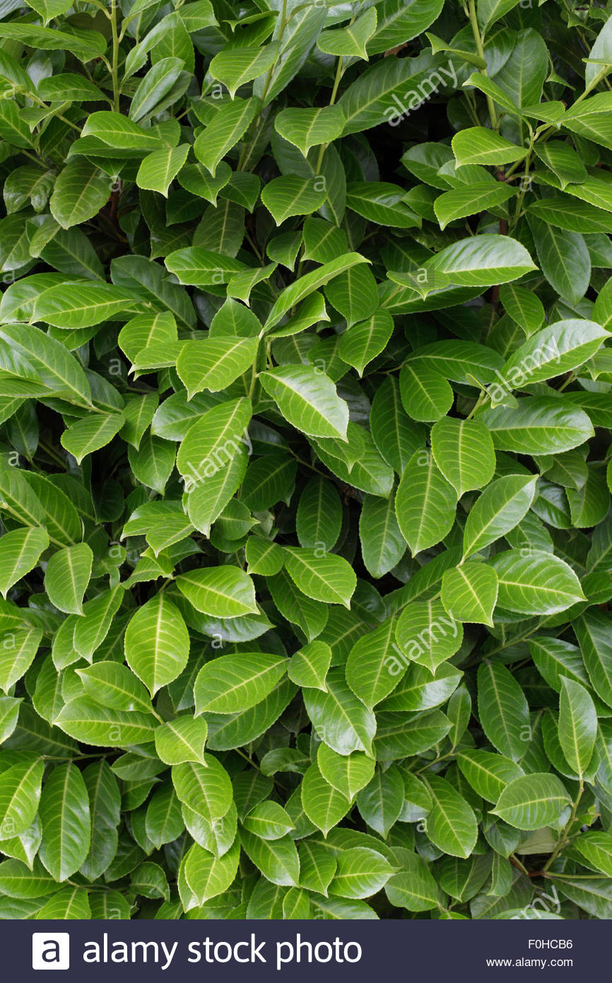 Prunus Laurocerasus High Resolution Stock Photography and Images - Alamy