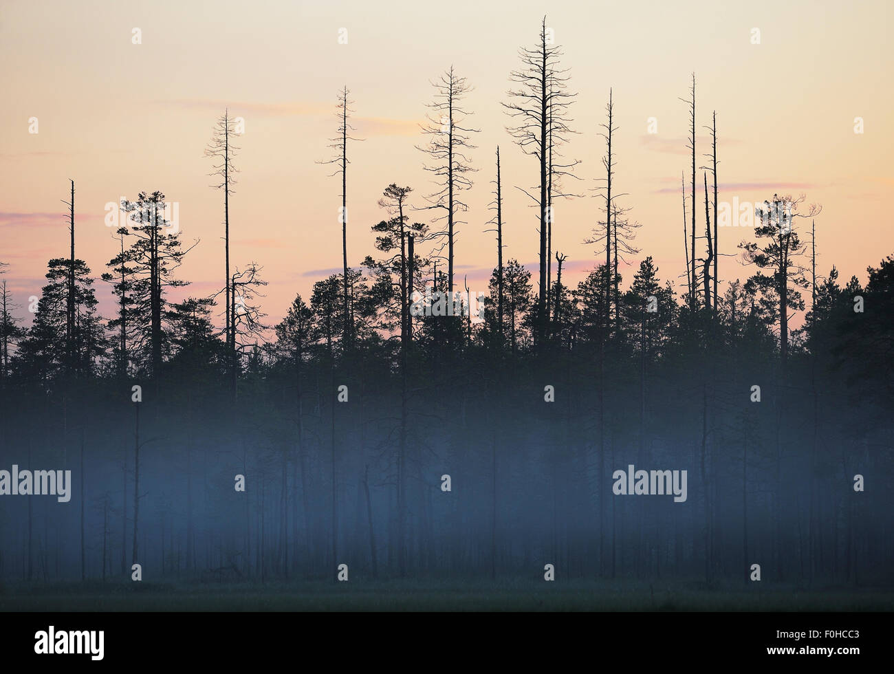 Taiga trees hi-res stock photography and images - Alamy