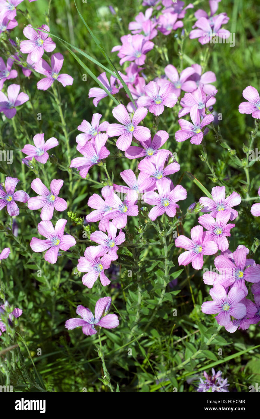 Klebriger Lein, Linum viscosum Stock Photo - Alamy