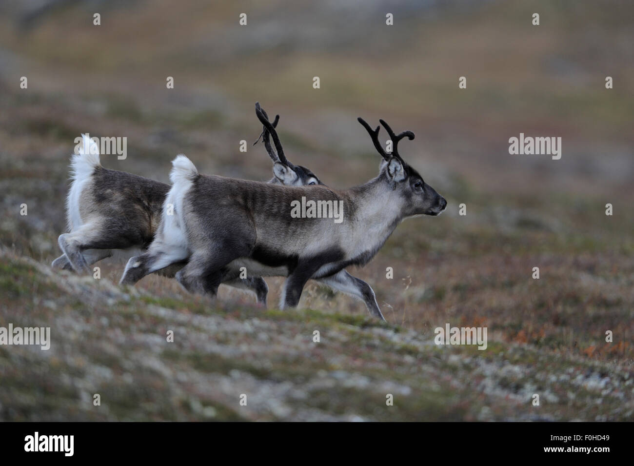 Caribou Animal Running