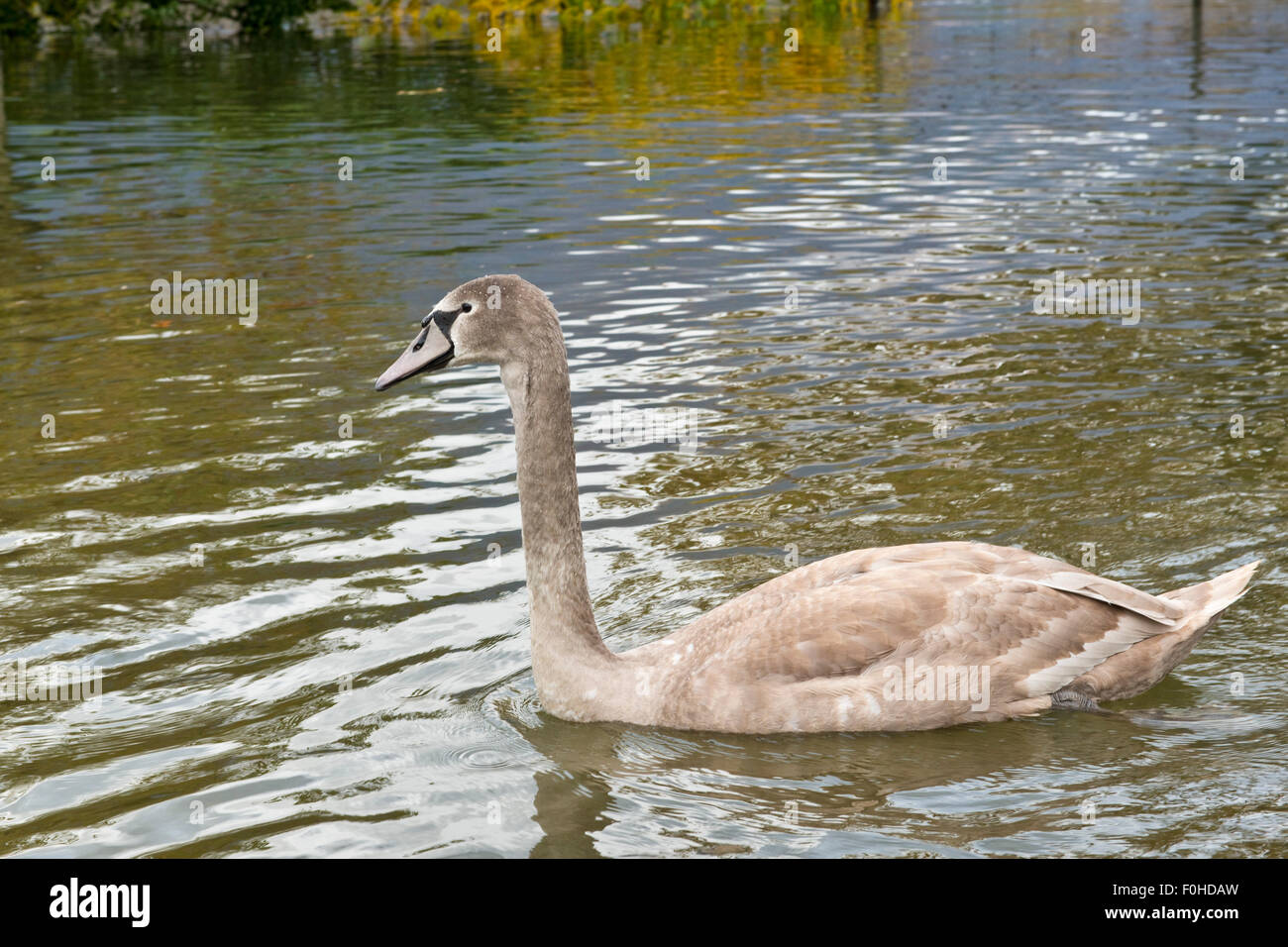 Switzerland, Magadino, alluvion Stock Photo - Alamy