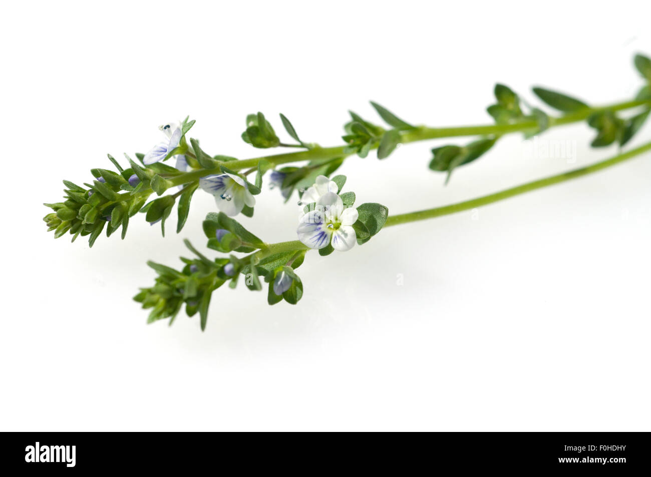 Veronica persica hi-res stock photography and images - Alamy