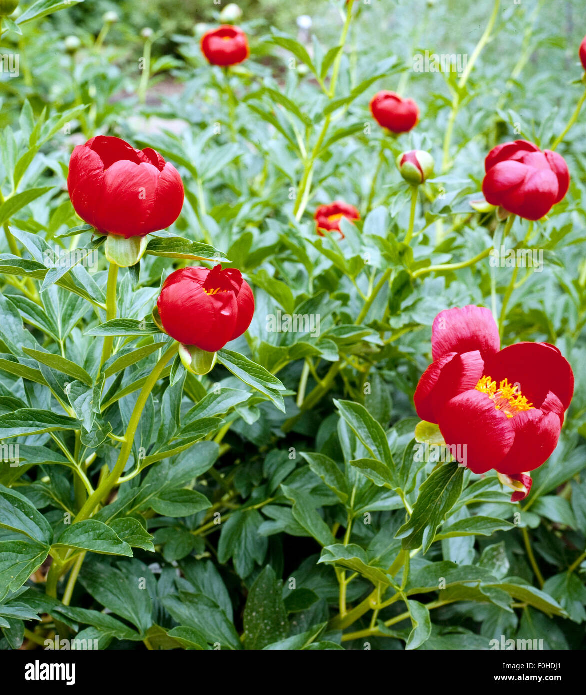 Rote pfingstrosen hi-res stock photography and images - Alamy