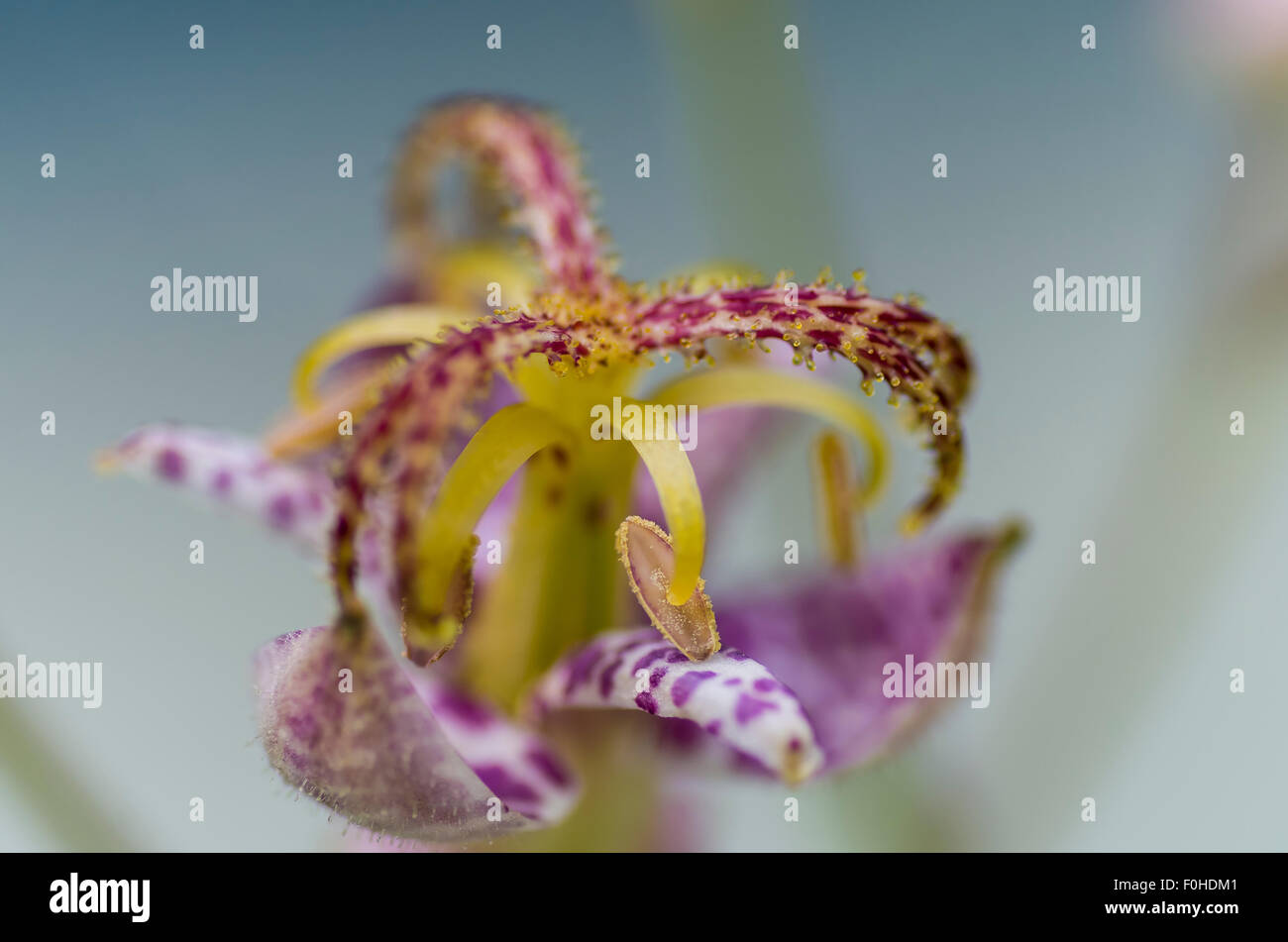 Toad Lily (tricyrtis Stock Photo - Alamy