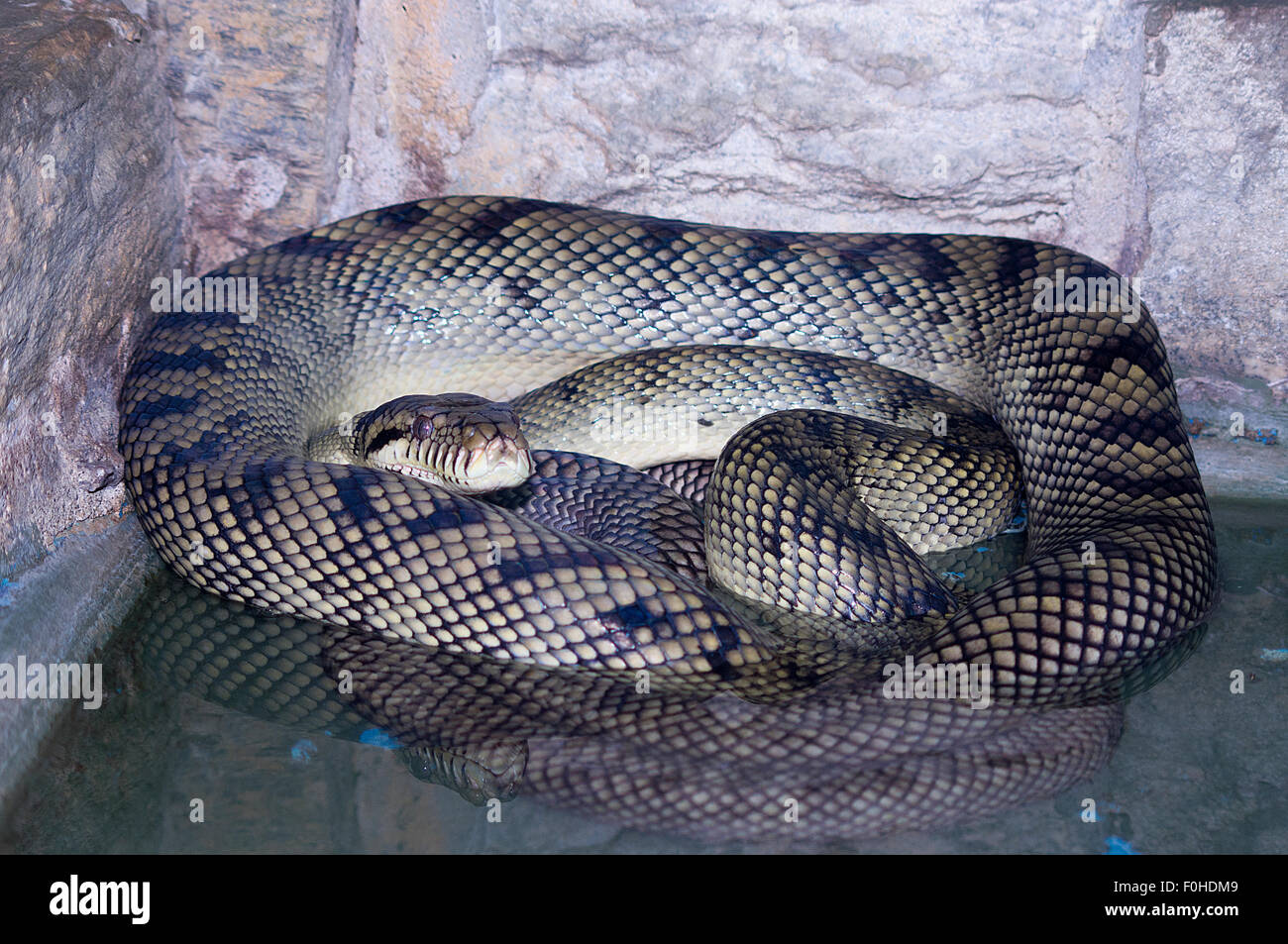 Rain forest snakes hi-res stock photography and images - Alamy