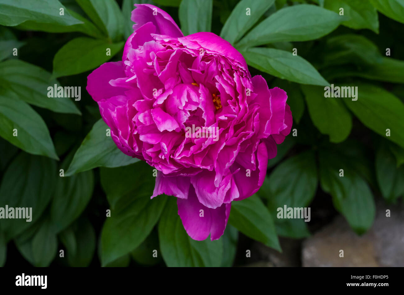 Red Peony partially opened Stock Photo - Alamy