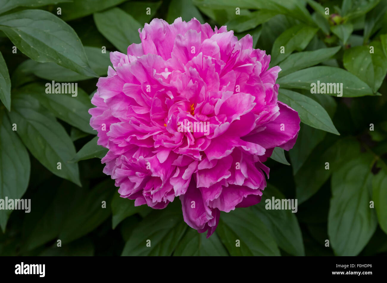 Garden Red Peonies High Resolution Stock Photography and Images - Alamy